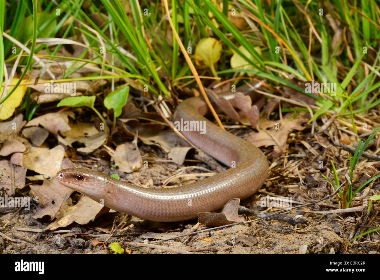Blindworms hi-res stock photography and images - Alamy