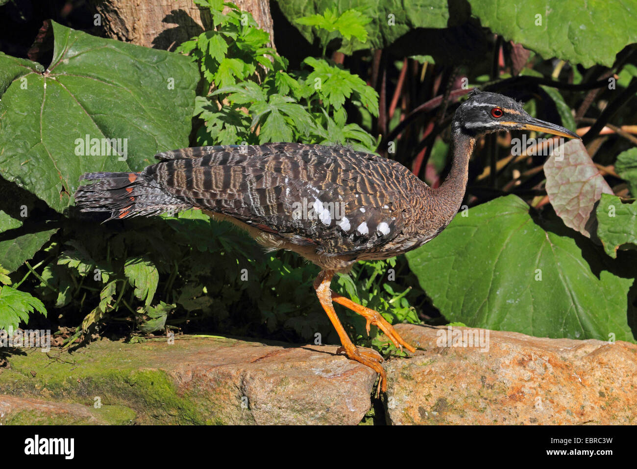 Sunbittern eurypyga helias hi-res stock photography and images - Alamy