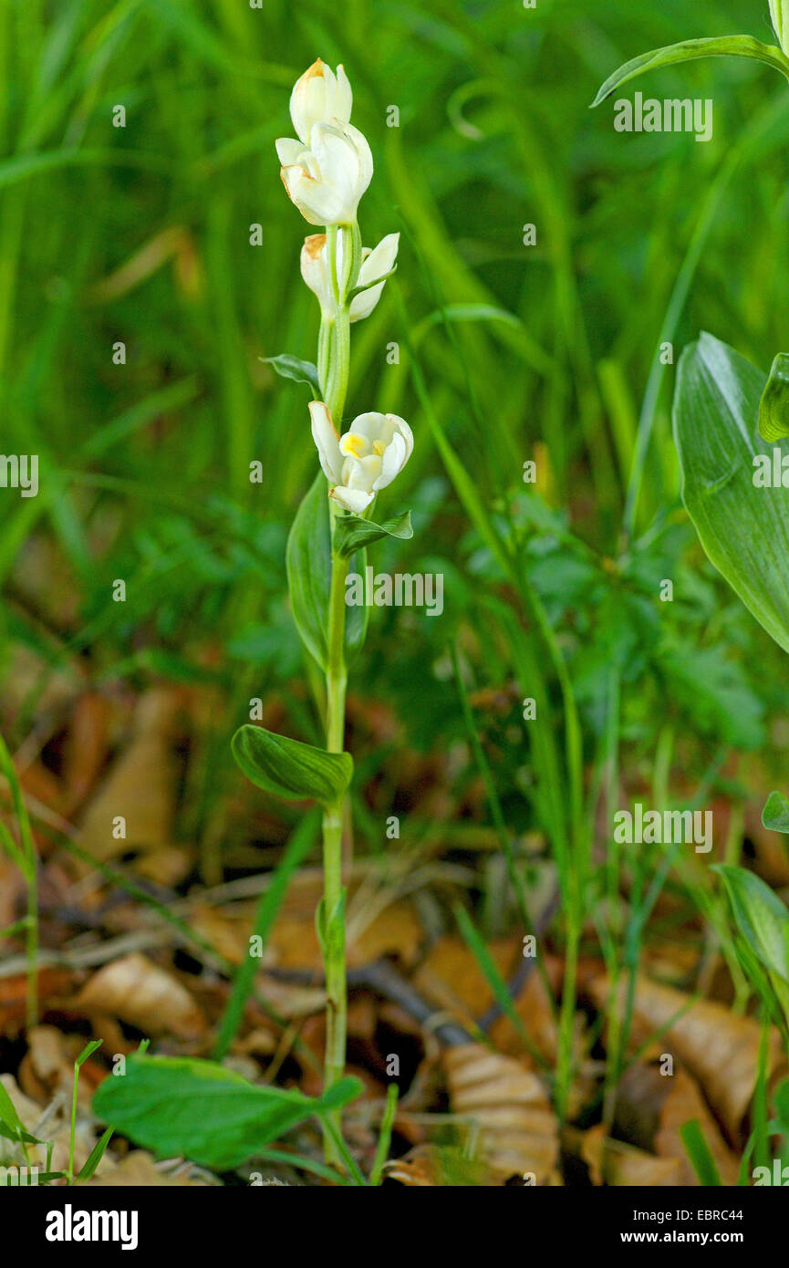 white helleborine (Cephalanthera damasonium), blooming, Germany, North ...
