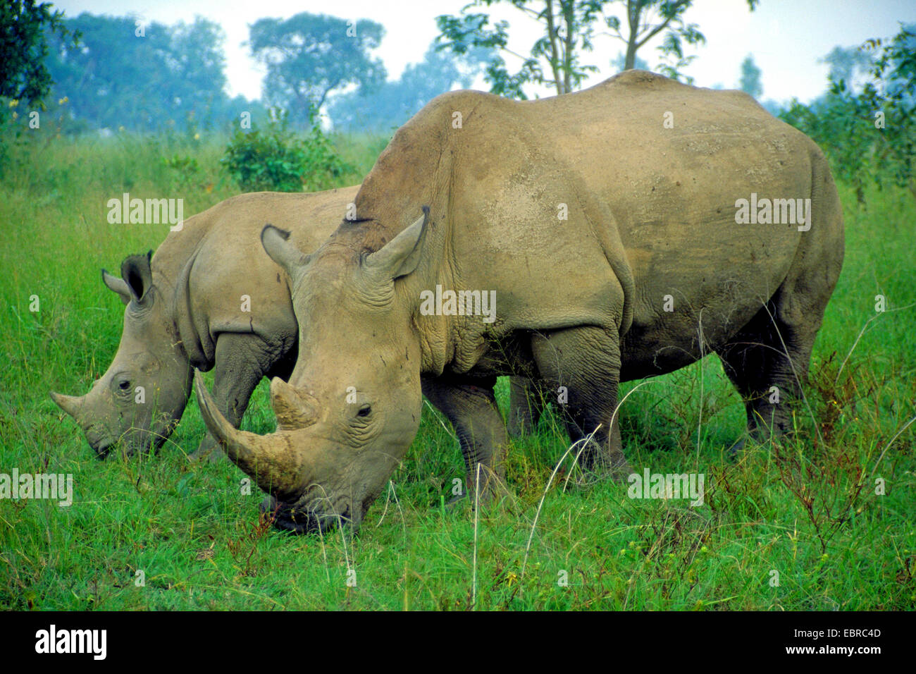 Two white rhinoceroses grazing hi-res stock photography and images - Alamy