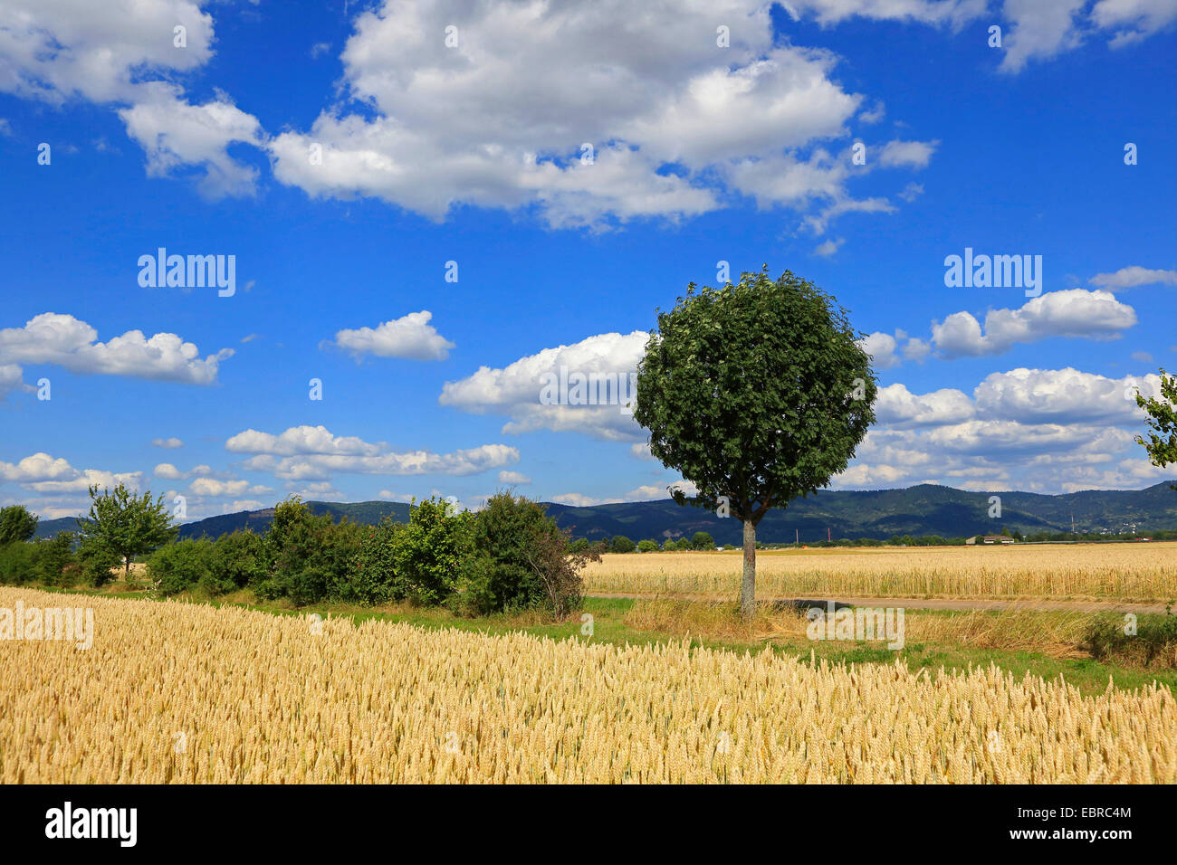 European mountain-ash, rowan tree (Sorbus aucuparia), field path with ...