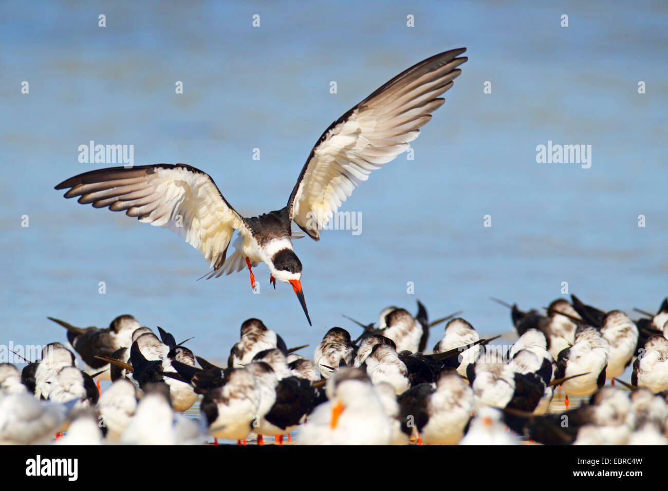 black skimmer (Rynchops niger), skimmer lands in a flock, USA, Florida ...