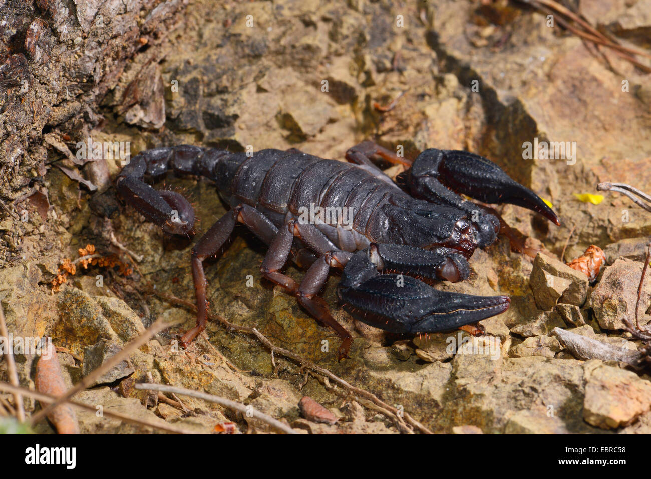 Scorpion (Iurus dufoureius), big, black scorpion on the ground, Turkey ...