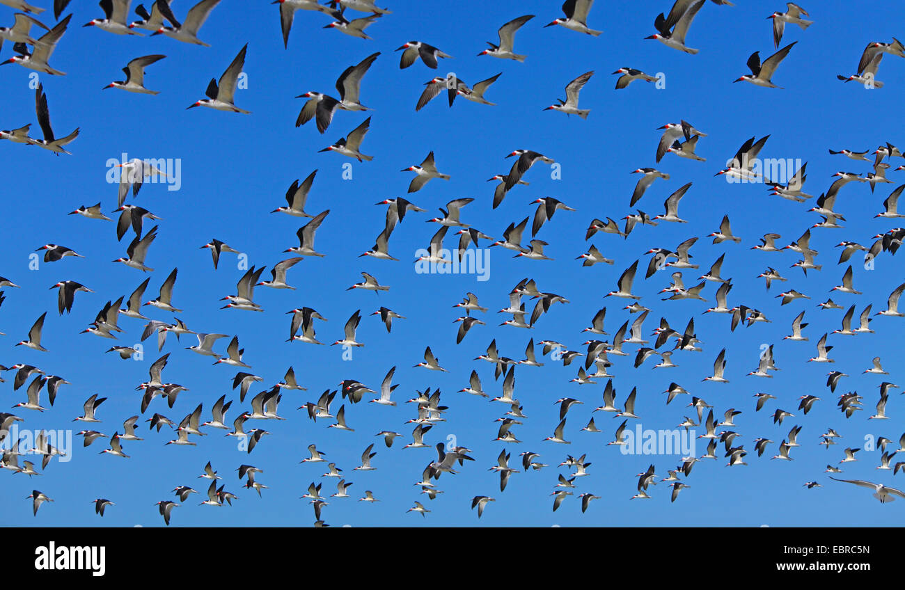 10 flock flocks nature full length portrait full length portra hi-res ...