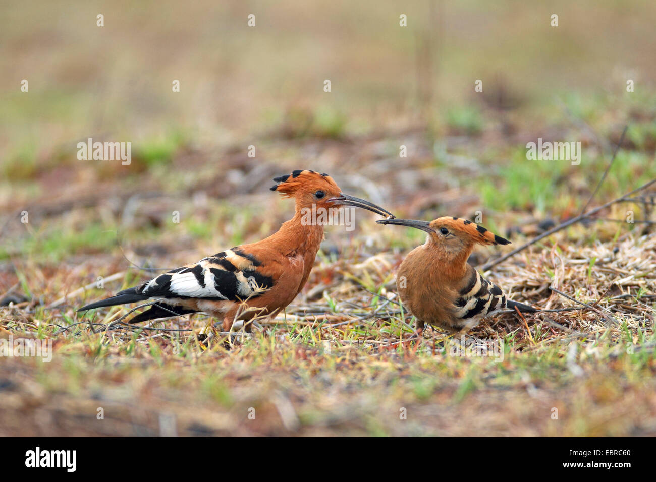 Hoopoe bird hi-res stock photography and images - Alamy