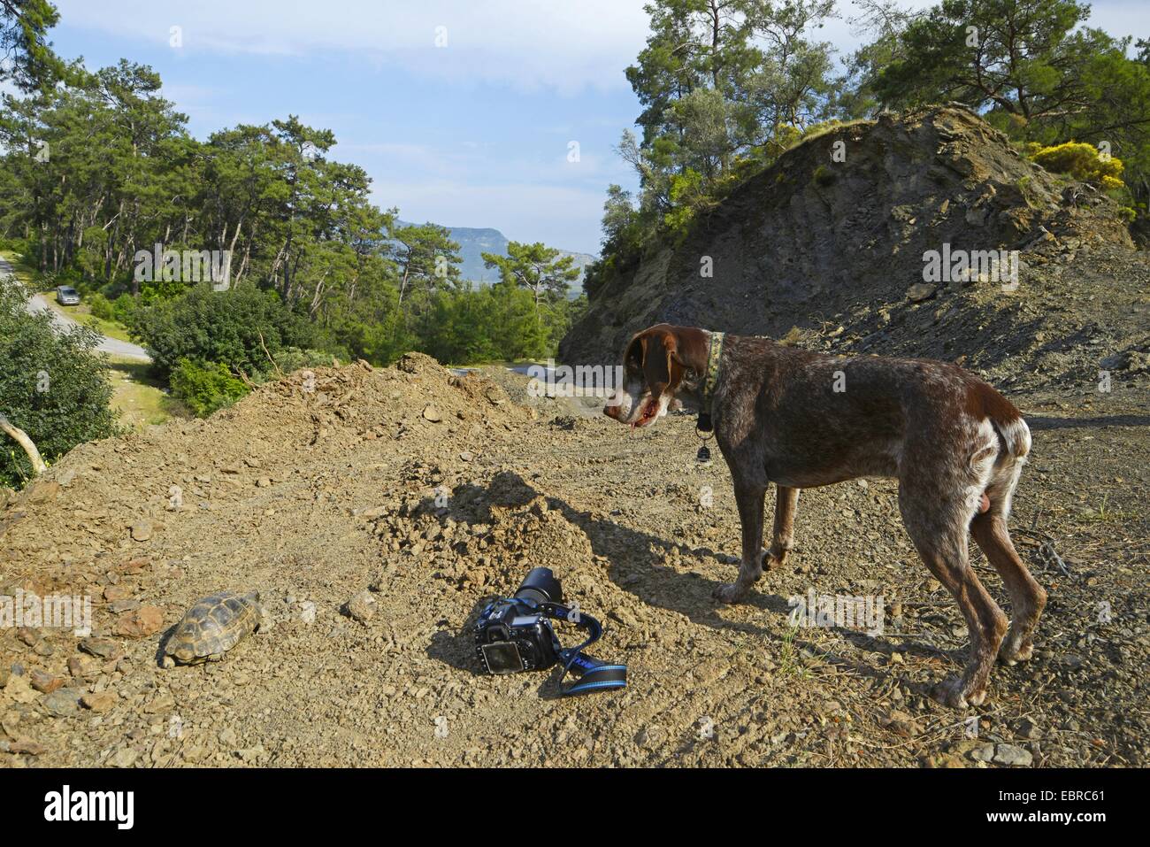 Eurasian Spur-thighed tortoise, Mediterranean spur-thighed tortoise ...