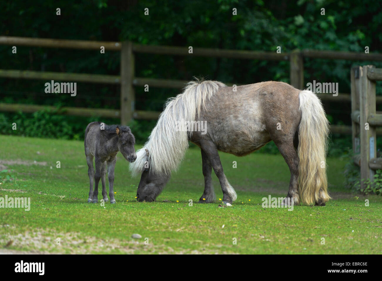 pony (Equus przewalskii f. caballus), mare with foal on a paddock ...
