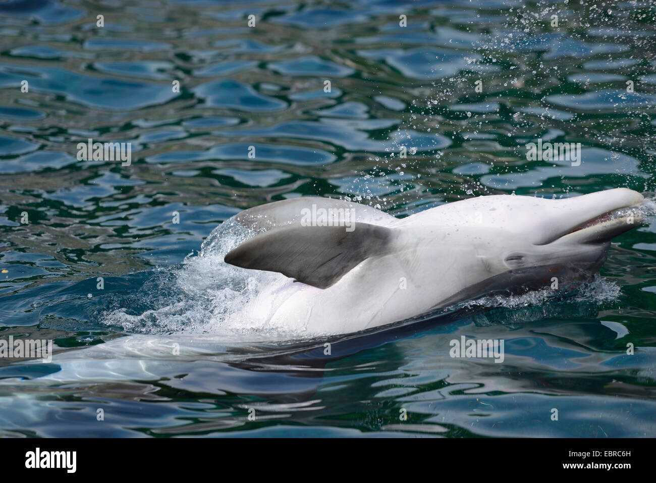 Bottlenose Dolphin Playing