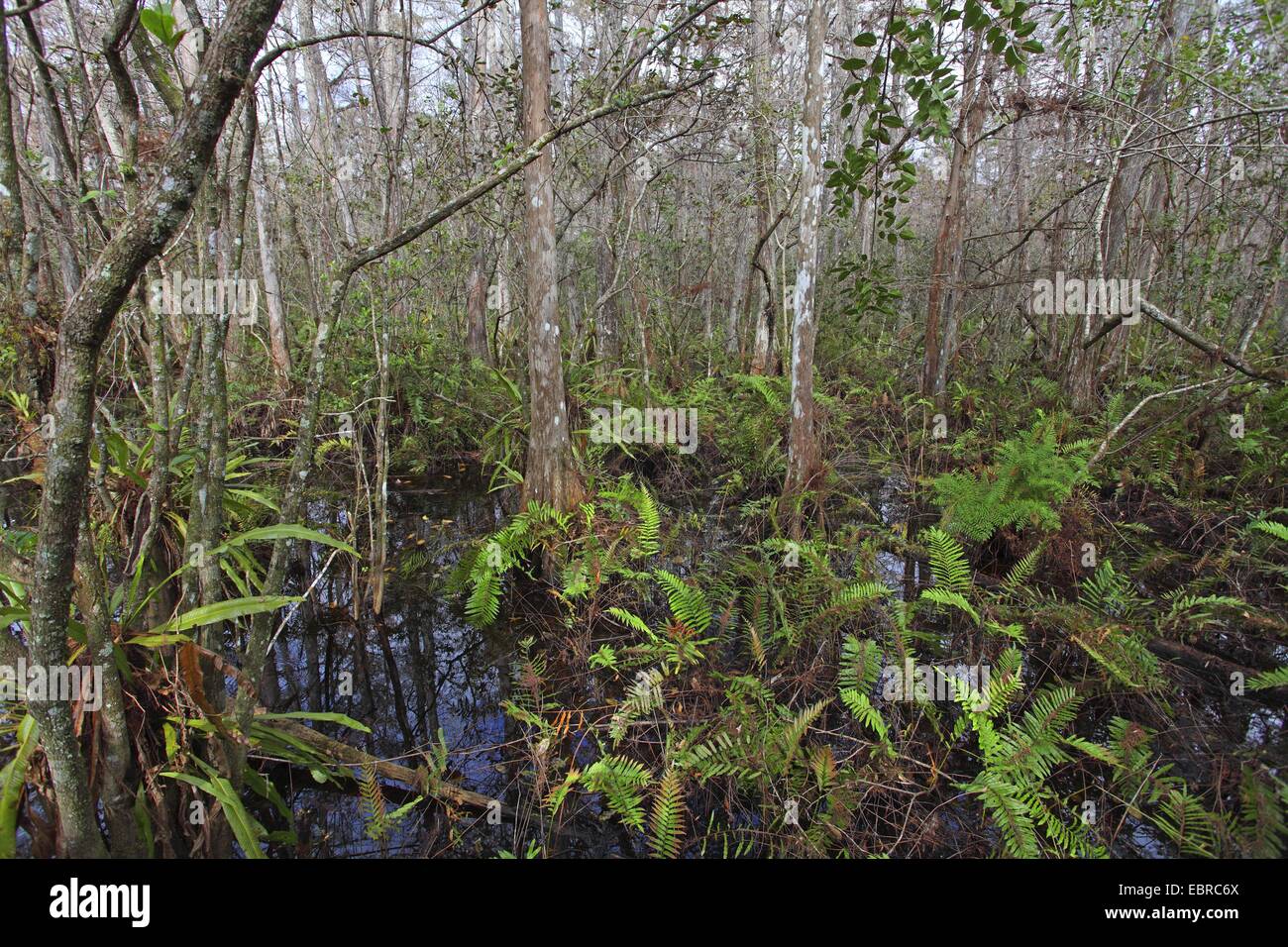 Swamp cypress hi-res stock photography and images - Alamy