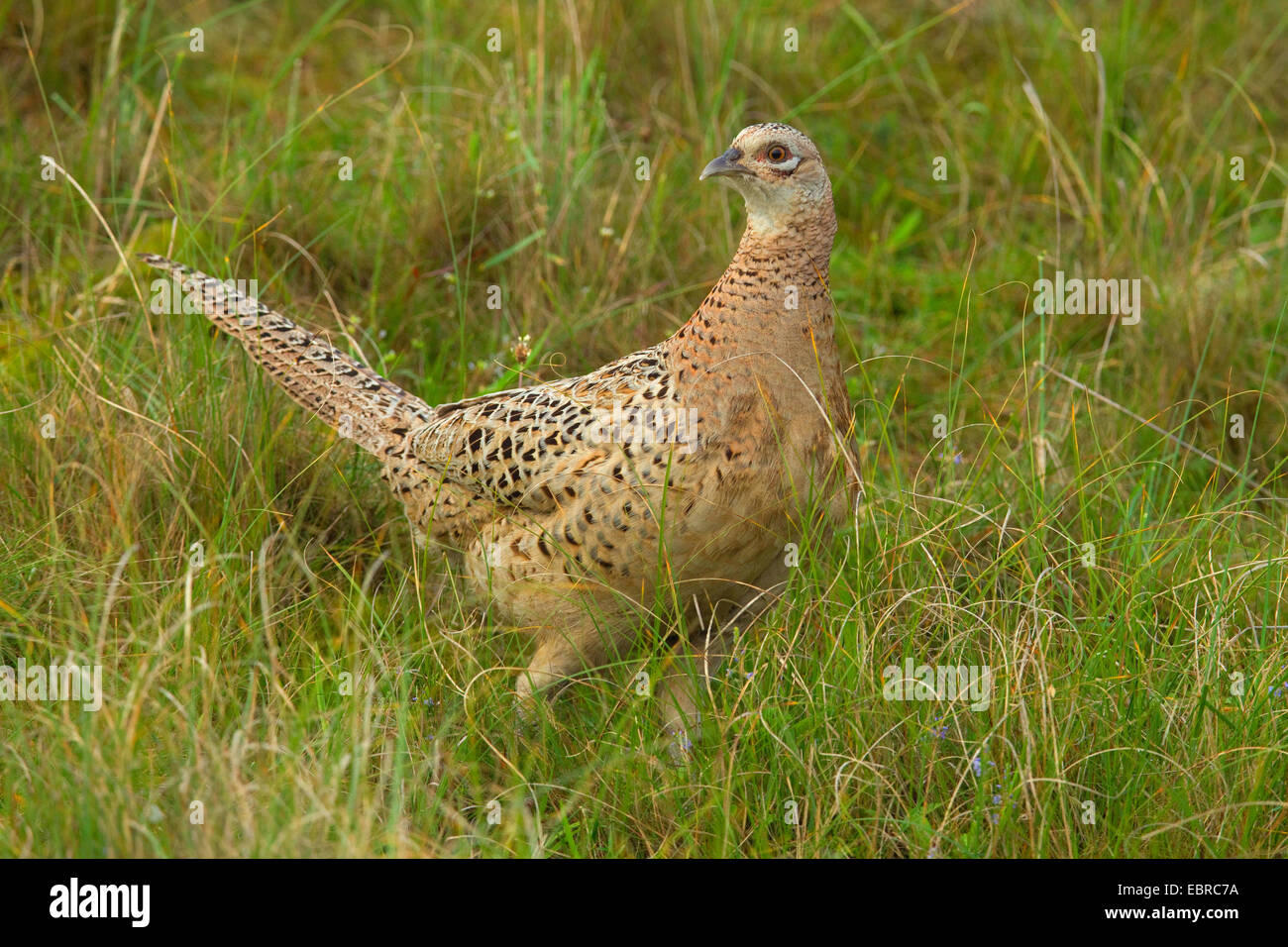common pheasant, Caucasus Pheasant, Caucasian Pheasant (Phasianus ...