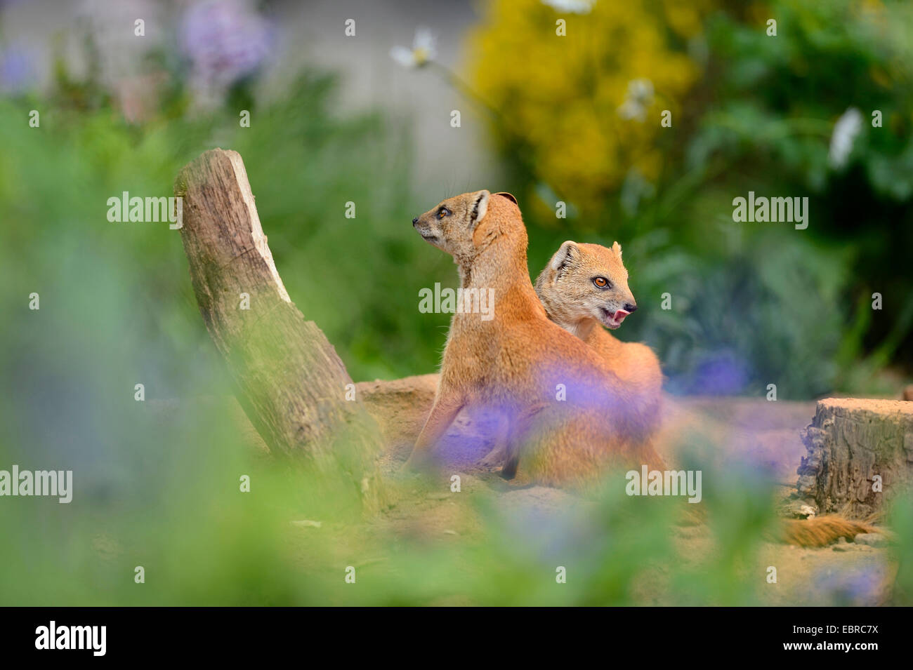 yellow mongoose (Cynictis penicillata), two yellow mongooses in outdoor ...