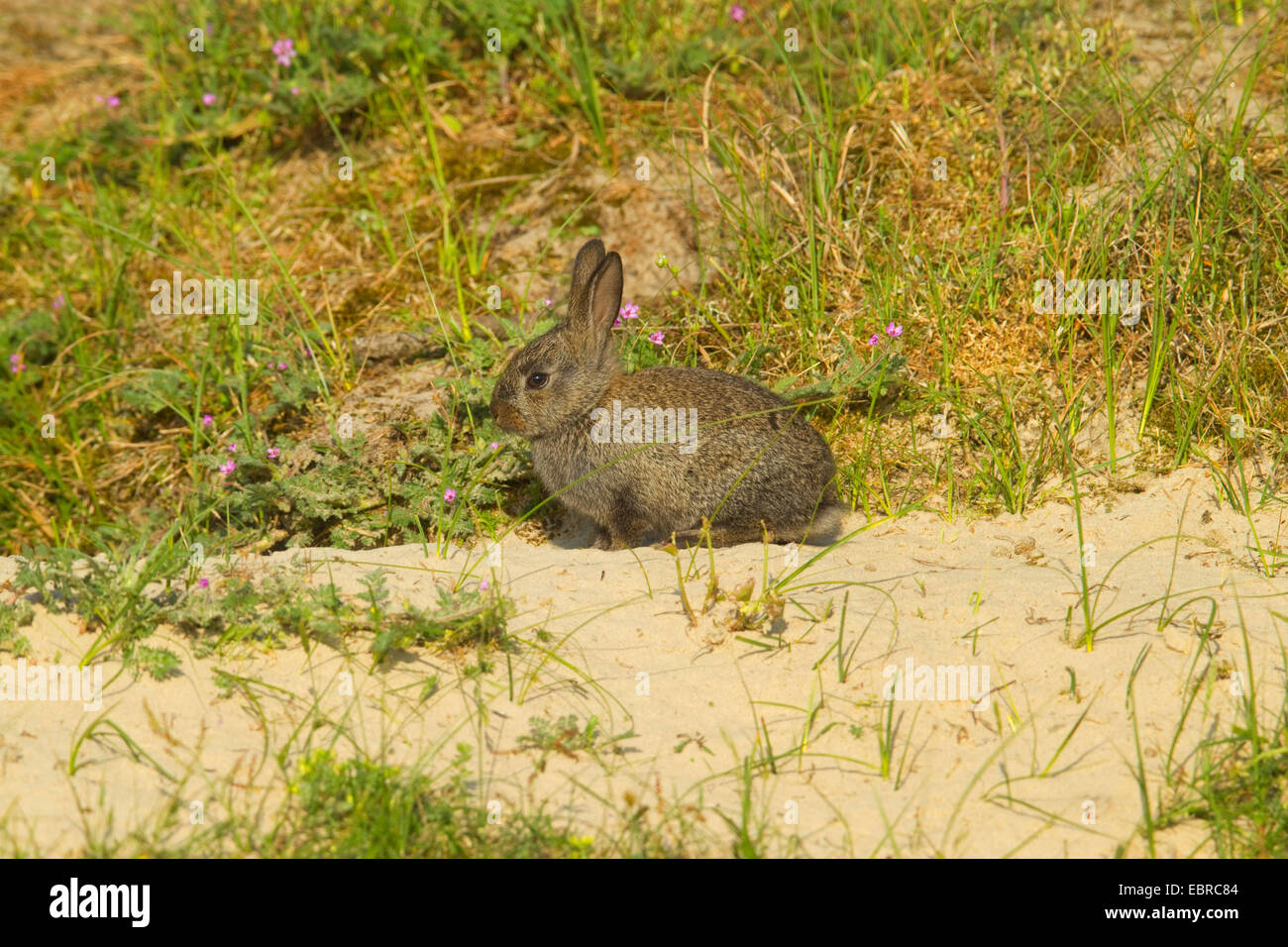 European rabbit (Oryctolagus cuniculus), pup in front of the burrow ...