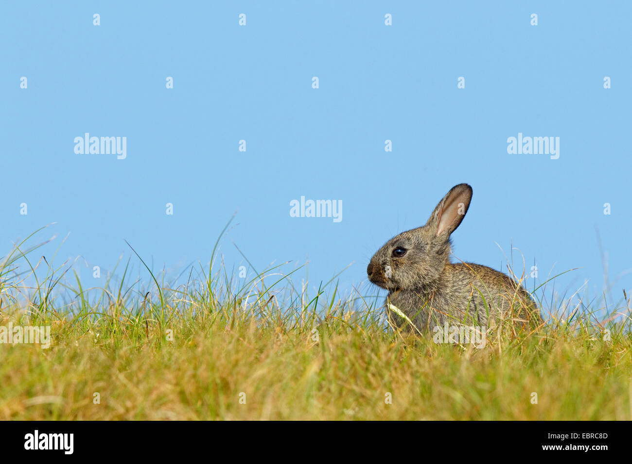 European rabbit (Oryctolagus cuniculus), dark morphe on a dune ...