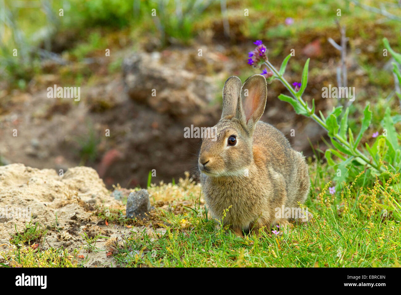 European rabbit (Oryctolagus cuniculus), in front of its burrow ...