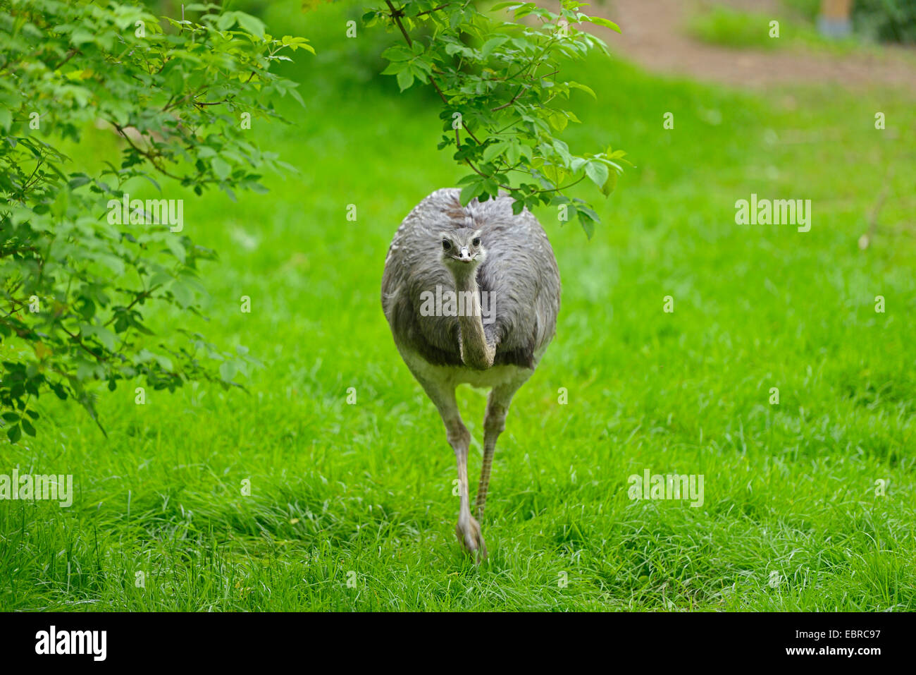 greater rhea (Rhea americana), in a meadow Stock Photo - Alamy