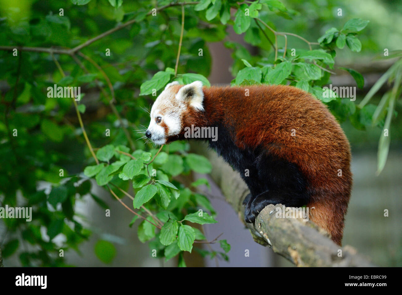 lesser panda, red panda (Ailurus fulgens), standing on a branch Stock ...