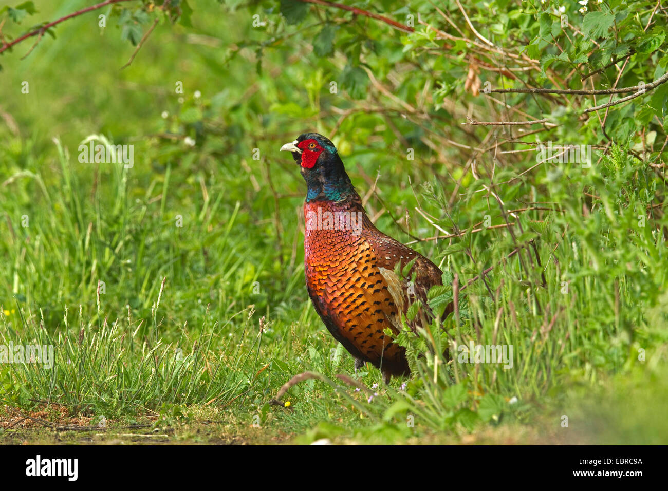 common pheasant, Caucasus Pheasant, Caucasian Pheasant (Phasianus ...