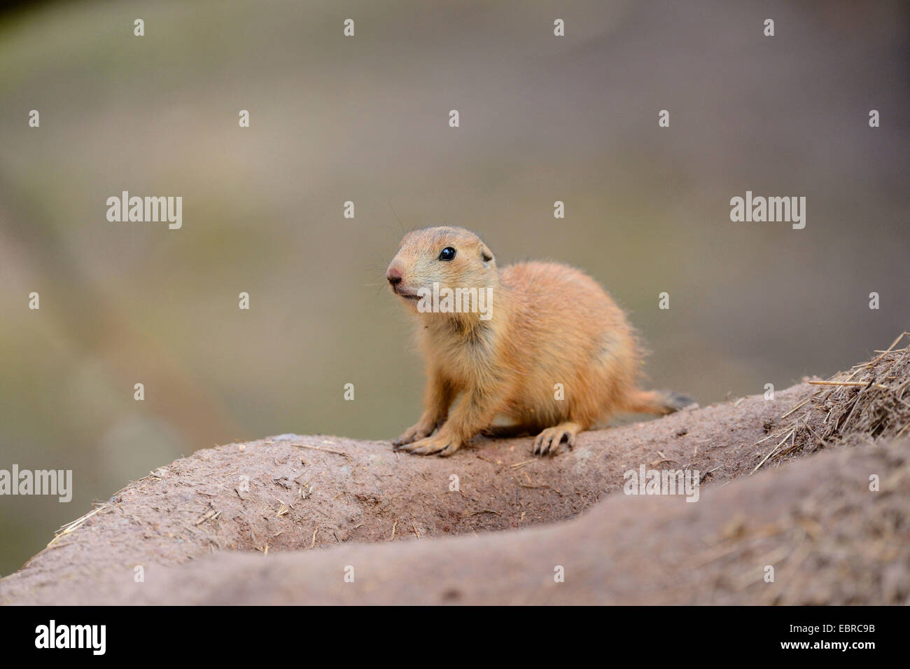 Cynomys mammals animals wildlife hi-res stock photography and images ...