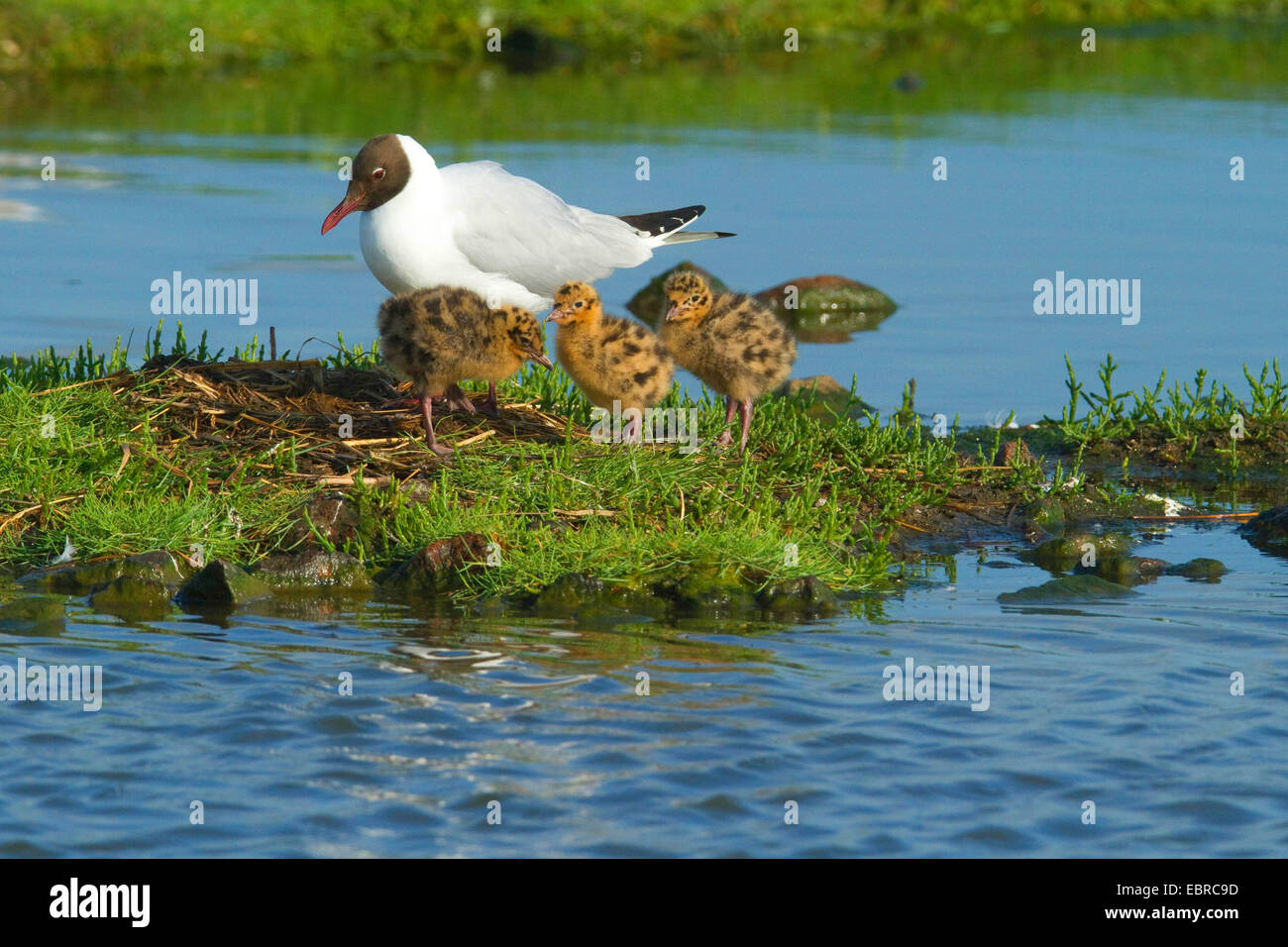 black-headed gull (Larus ridibundus, Chroicocephalus ridibundus), with ...