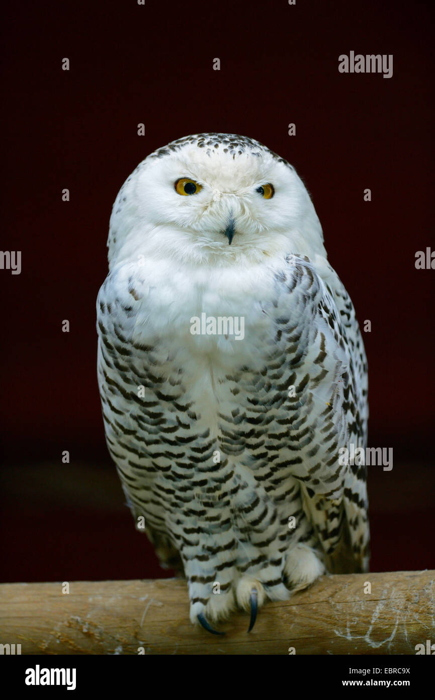 Snowy Owl (Strix scandiaca, Nyctea scandiaca, Bubo scandiacus), sitting ...
