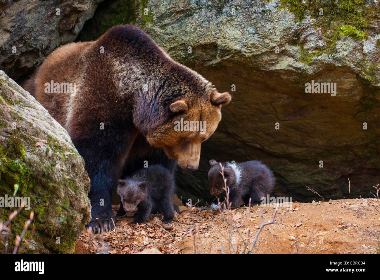 European brown bear cubs hi-res stock photography and images - Alamy