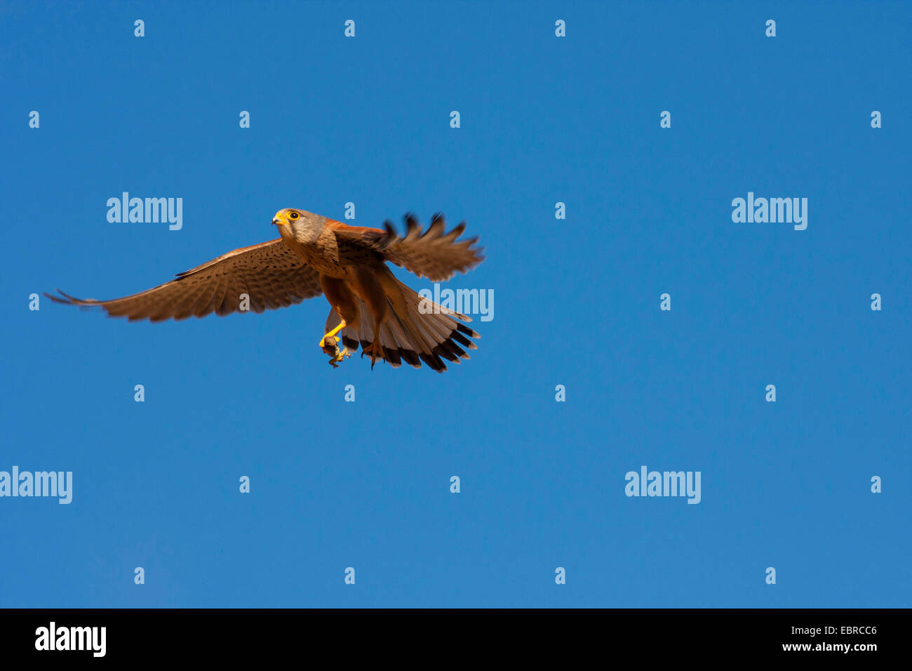 Kestrel from below hi-res stock photography and images - Alamy