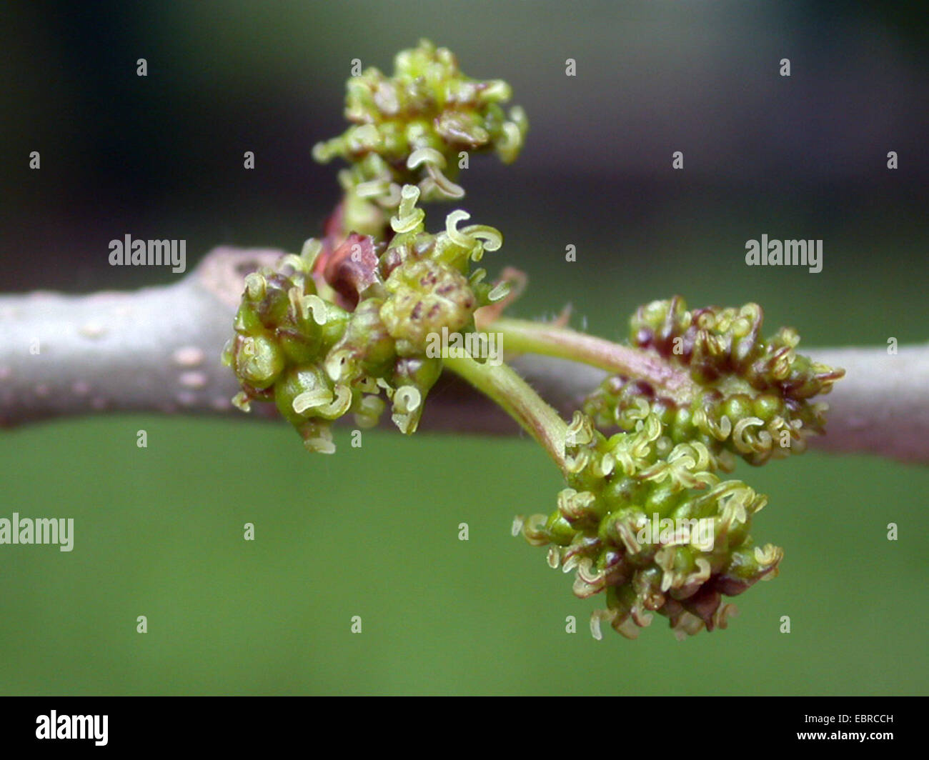 Morus alba flower hi-res stock photography and images - Alamy