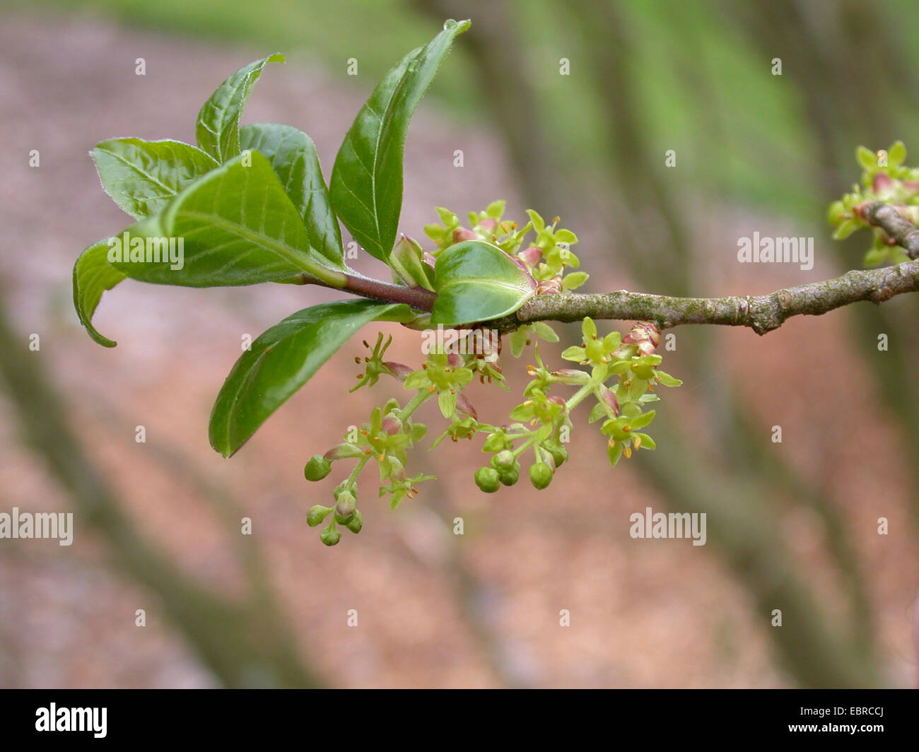 Orixa japonica (Orixa japonica), blooming branch Stock Photo - Alamy