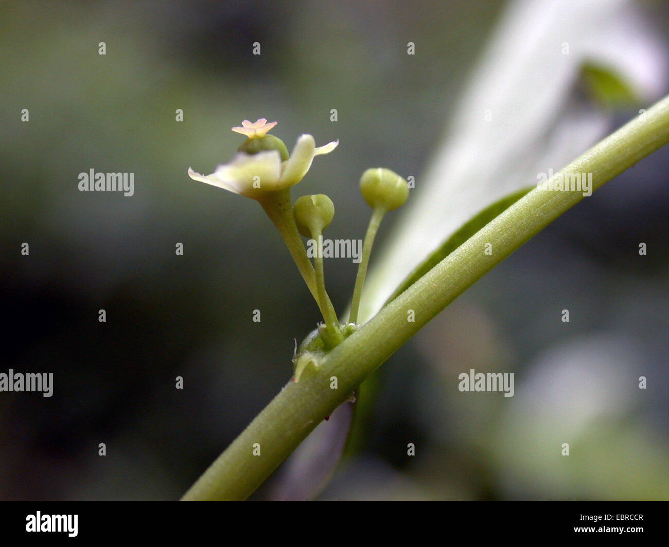 Phyllanthus hi-res stock photography and images - Alamy