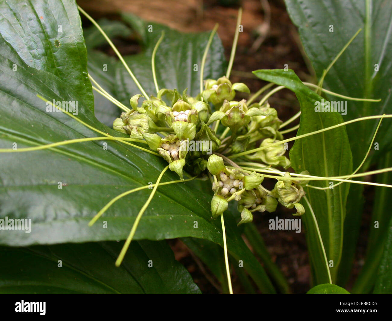 bat plant (Tacca plantaginea), flowers Stock Photo - Alamy