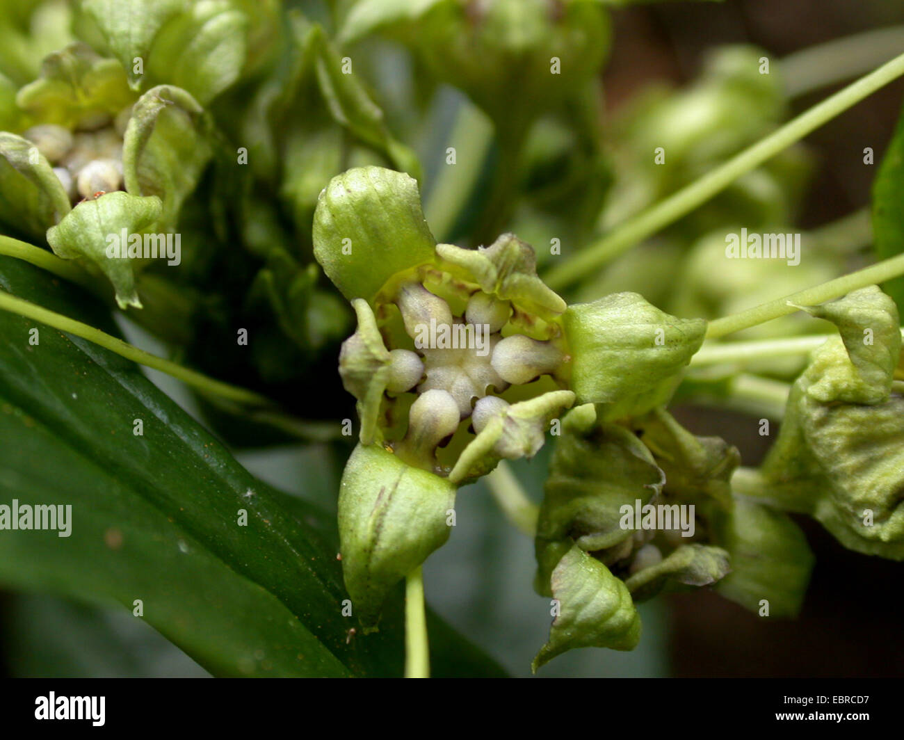 bat plant (Tacca plantaginea), flower Stock Photo - Alamy