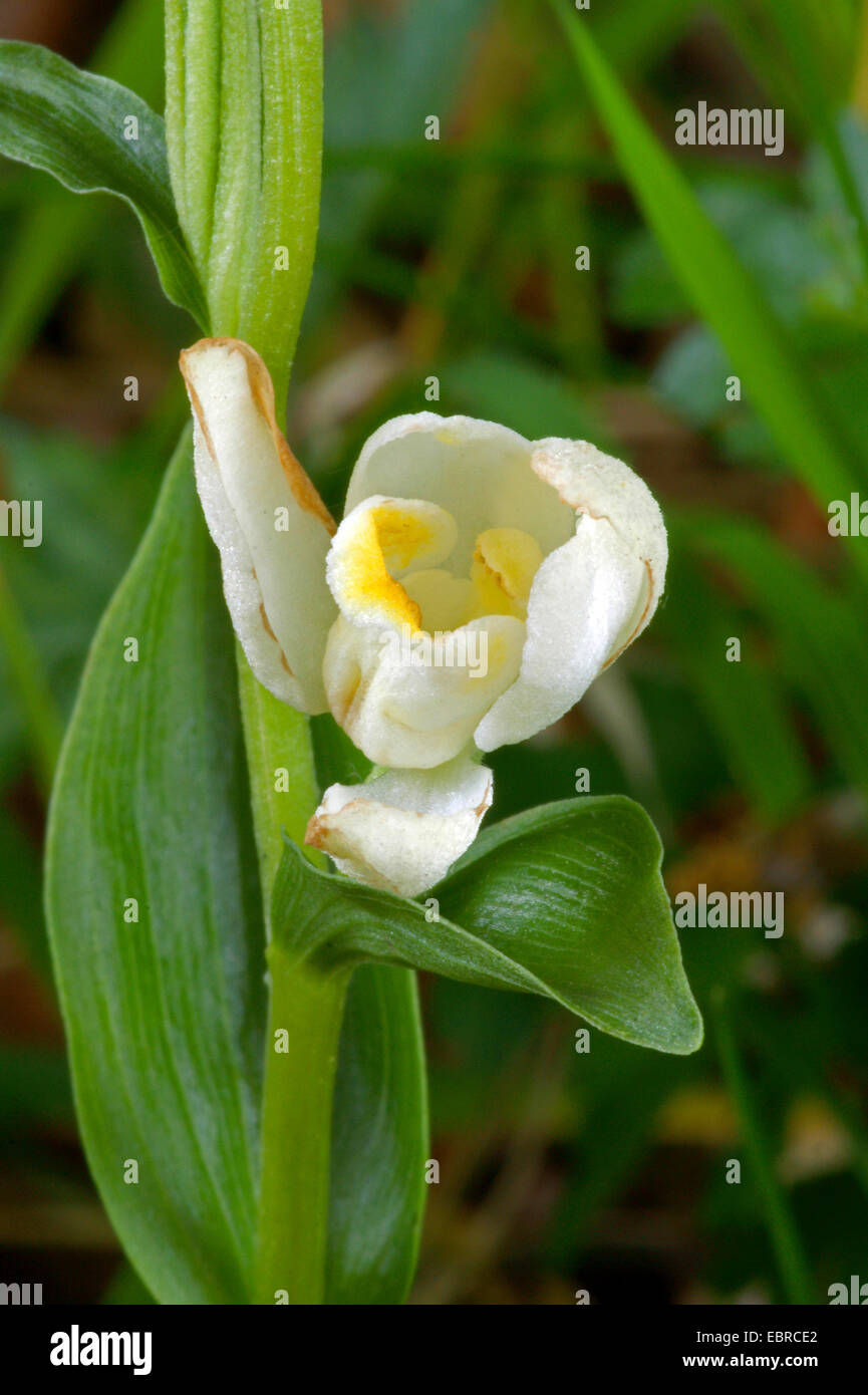 Helleborine flower s hi-res stock photography and images - Alamy
