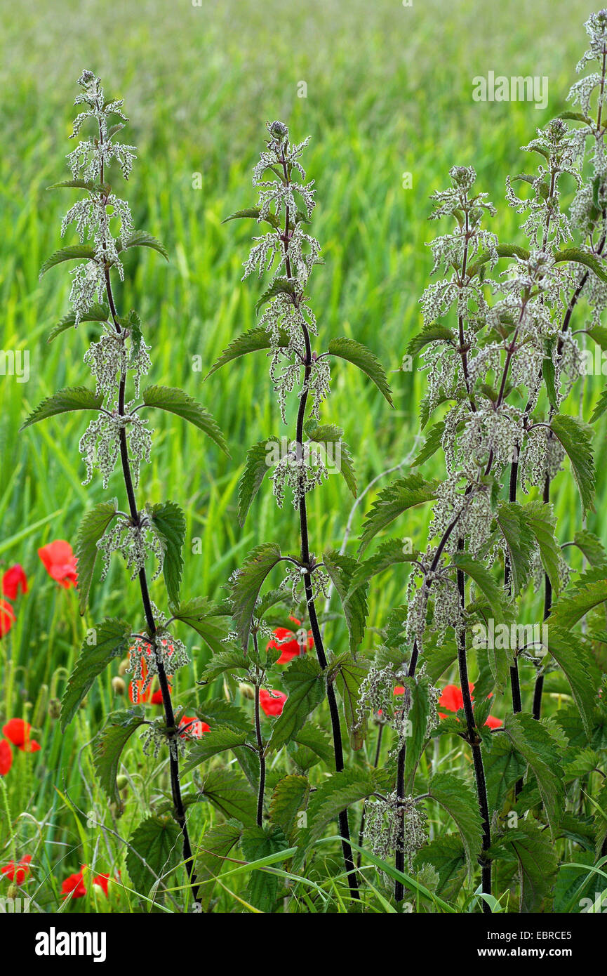 stinging nettle (Urtica dioica), at a fertilized field boundary ...