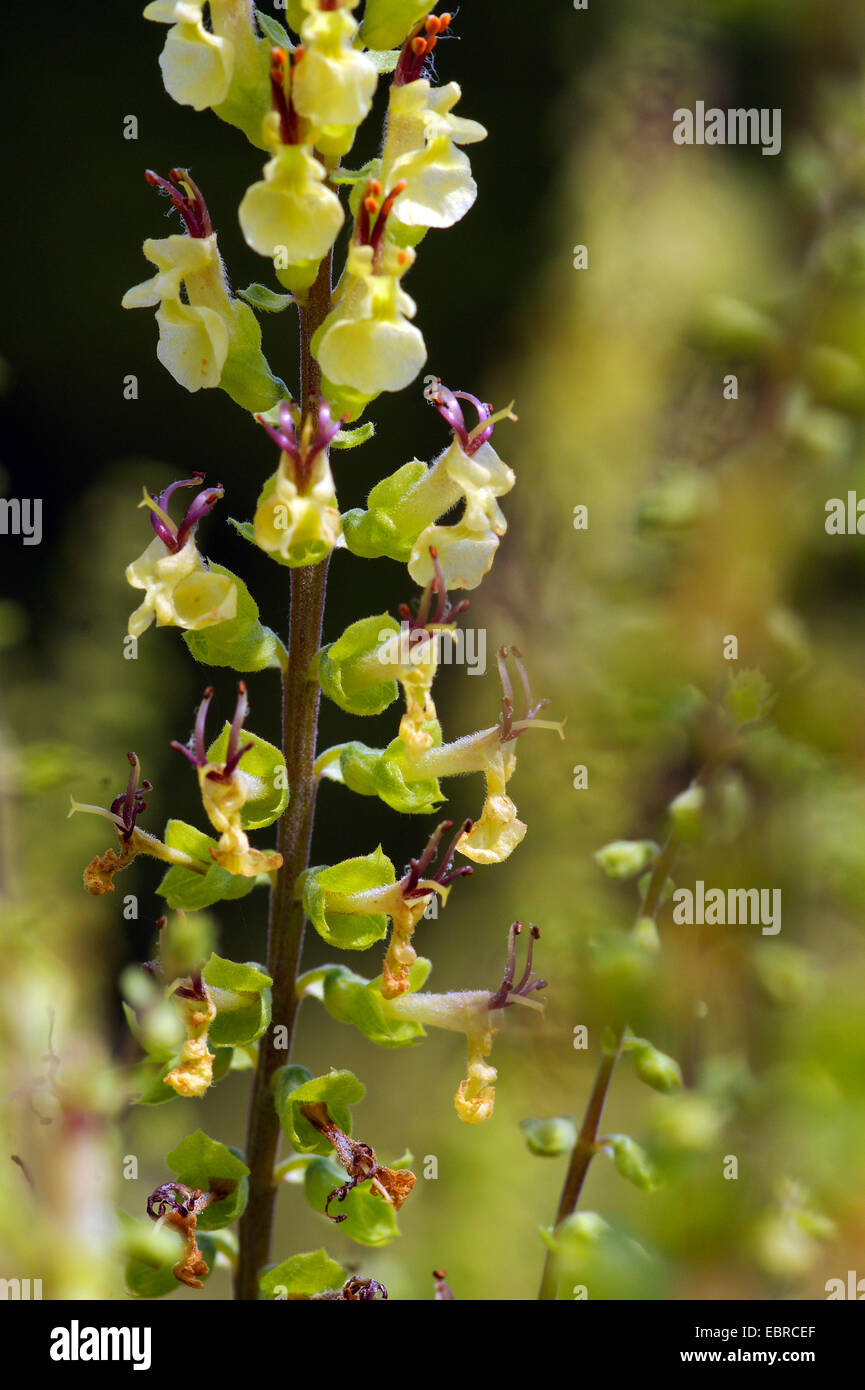 germander sage, wood sage, sage-leaved germander (Teucrium scorodonia ...