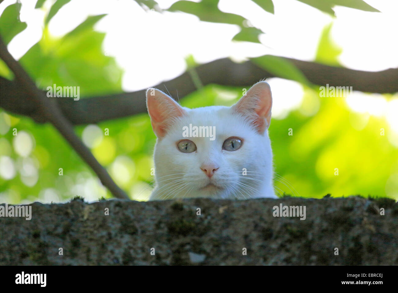 domestic cat, house cat (Felis silvestris f. catus), portrait on a tree ...