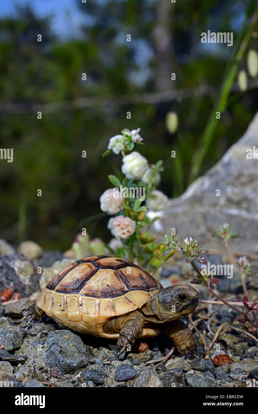 Eurasian Spur-thighed tortoise, Mediterranean spur-thighed tortoise ...
