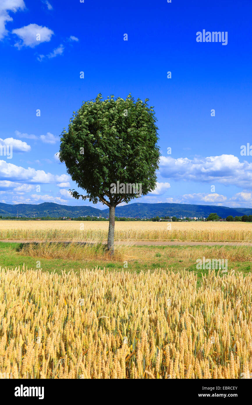 European mountain-ash, rowan tree (Sorbus aucuparia), field path with ...