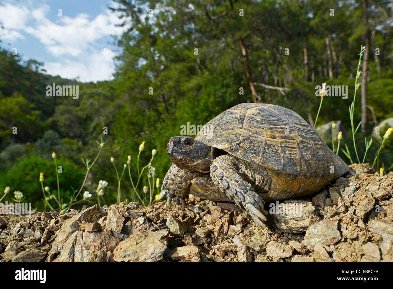 Eurasian Spur-thighed tortoise, Mediterranean spur-thighed tortoise ...