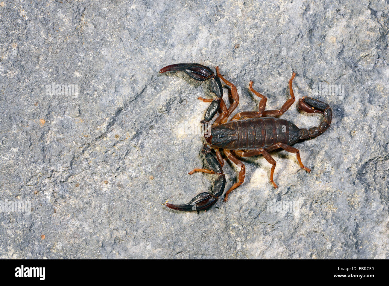 Scorpion (Iurus dufoureius), big, black scorpion on a stone, Turkey ...