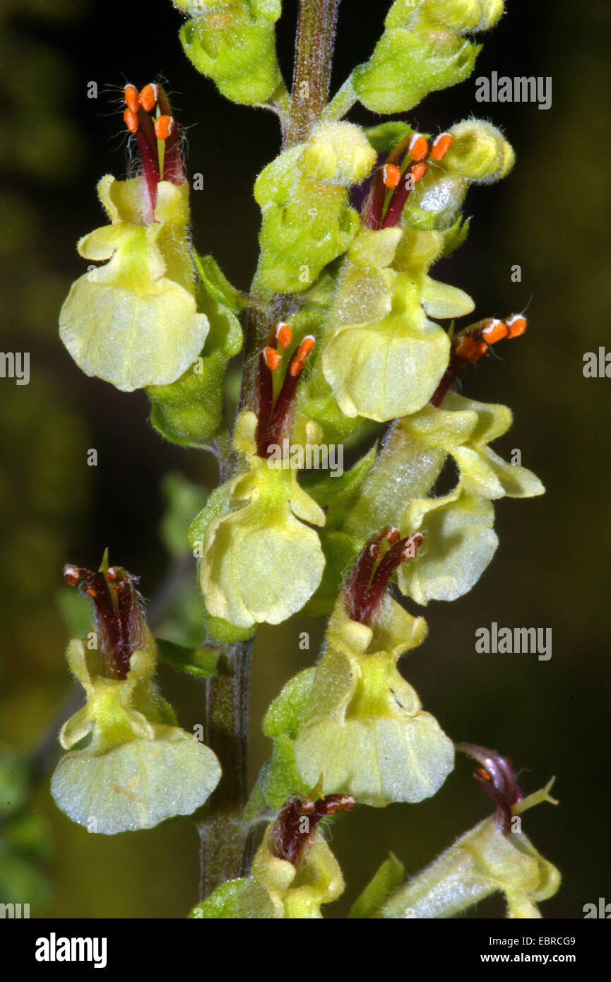 germander sage, wood sage, sage-leaved germander (Teucrium scorodonia ...