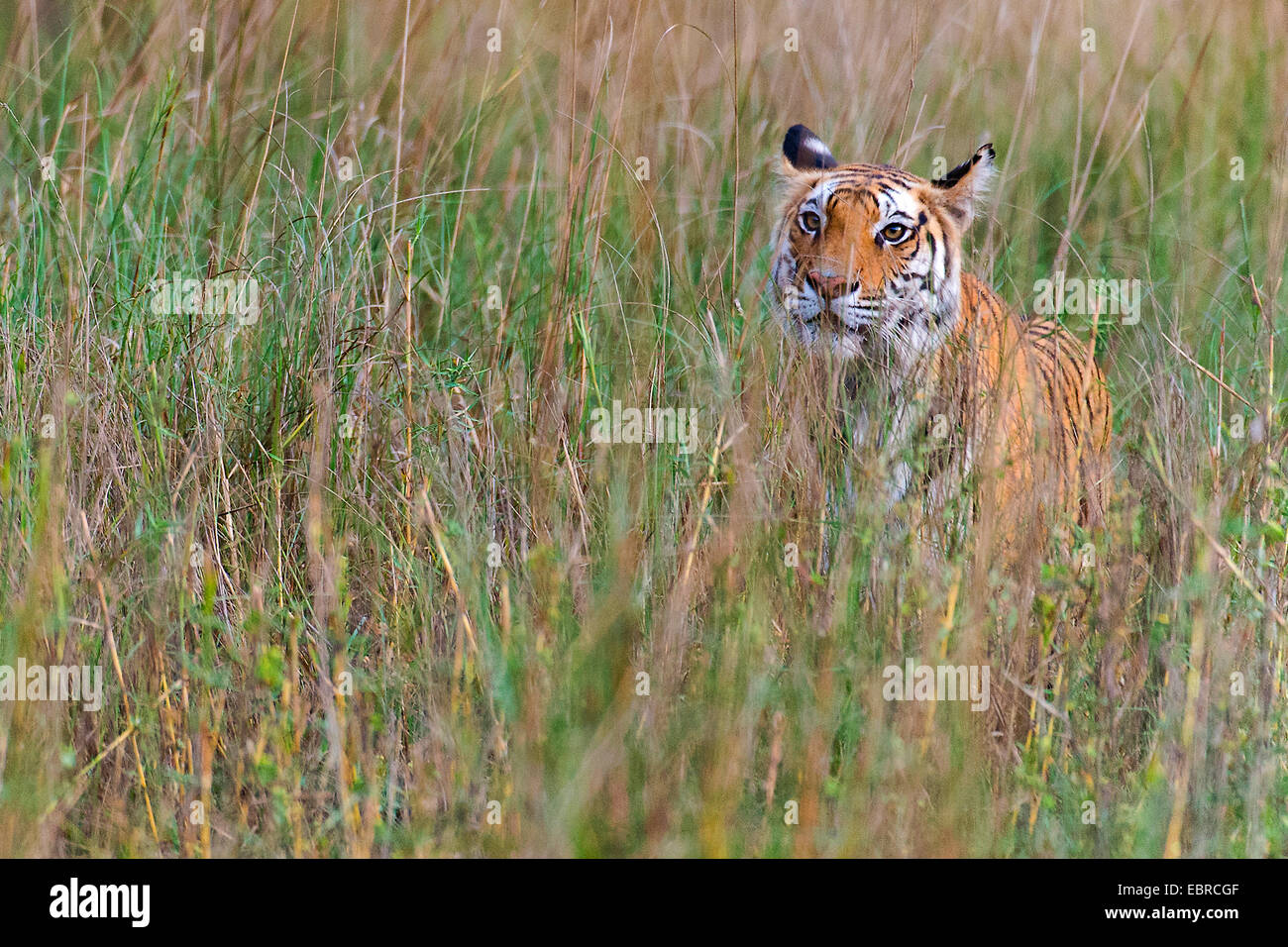 Tiger stalking prey panthera tigris hi-res stock photography and images ...