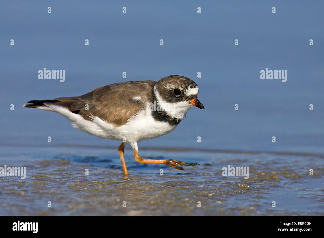 semi-palmated plover (Charadrius semipalmatus), looks for food at the ...