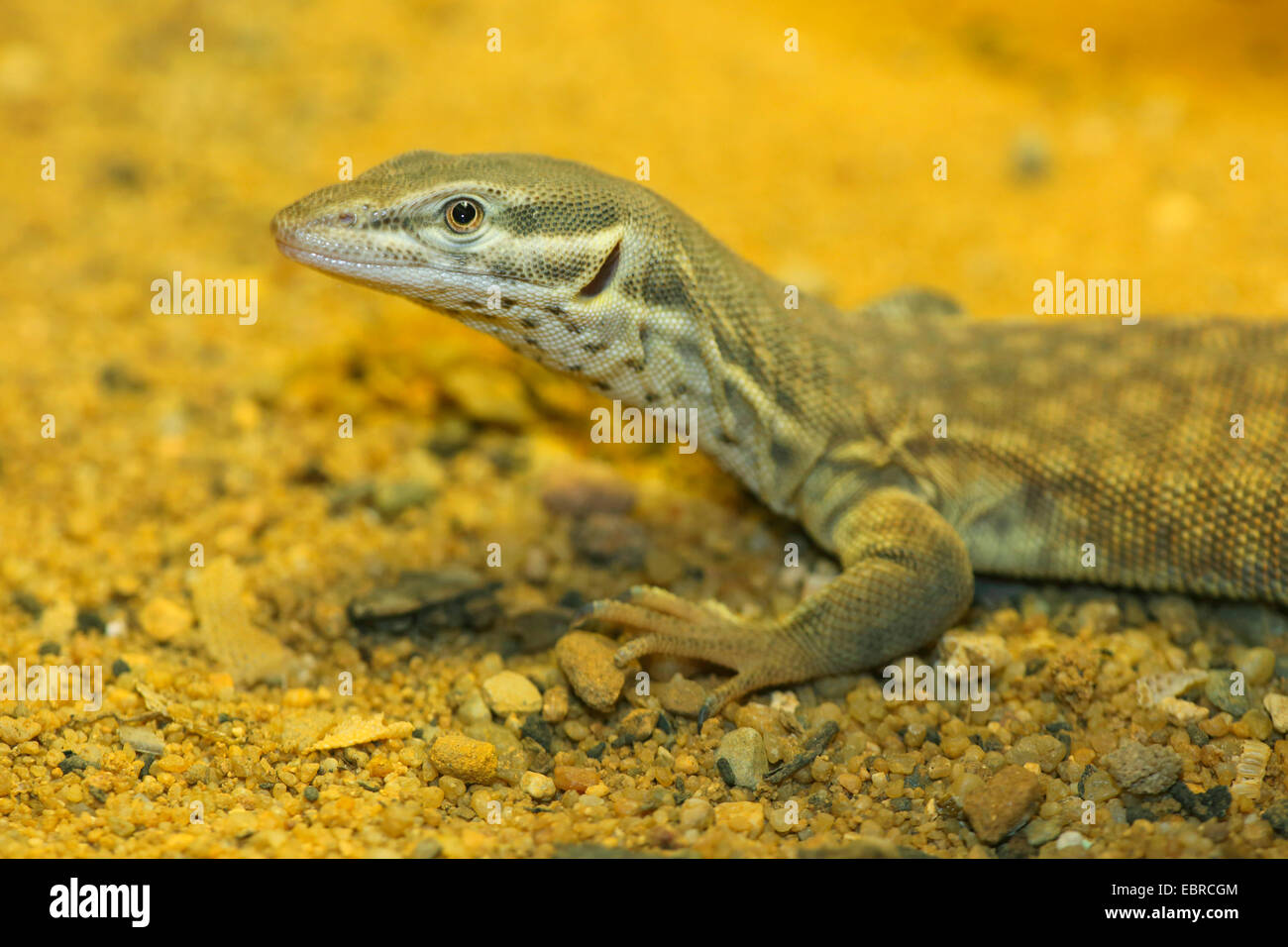 Spiny-tailed pygmy monitor, Ridge-tailed monitor, Ridgetail monitor (Varanus acanthurus ...