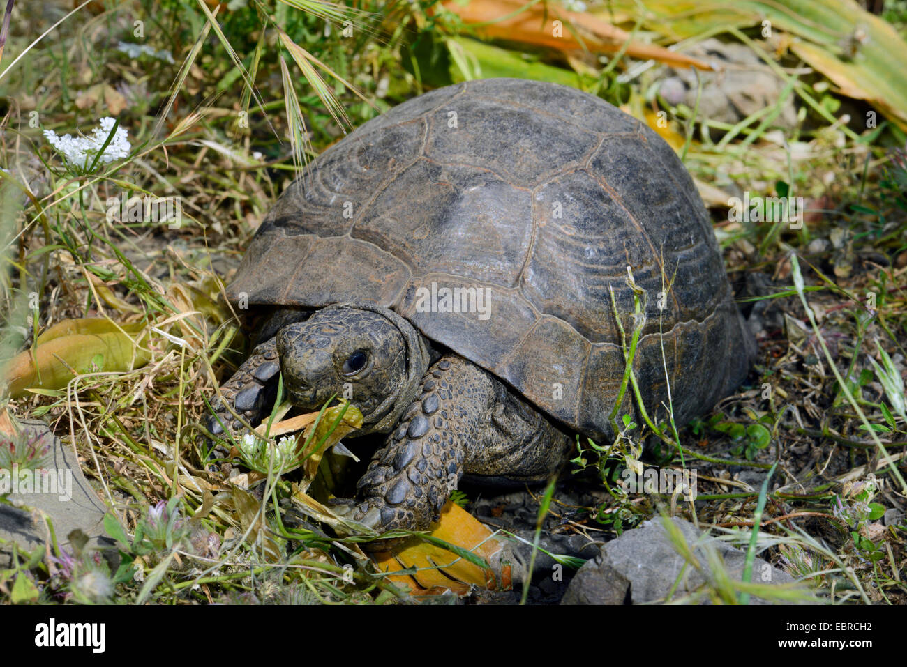 Eurasian Spur-thighed tortoise, Mediterranean spur-thighed tortoise ...