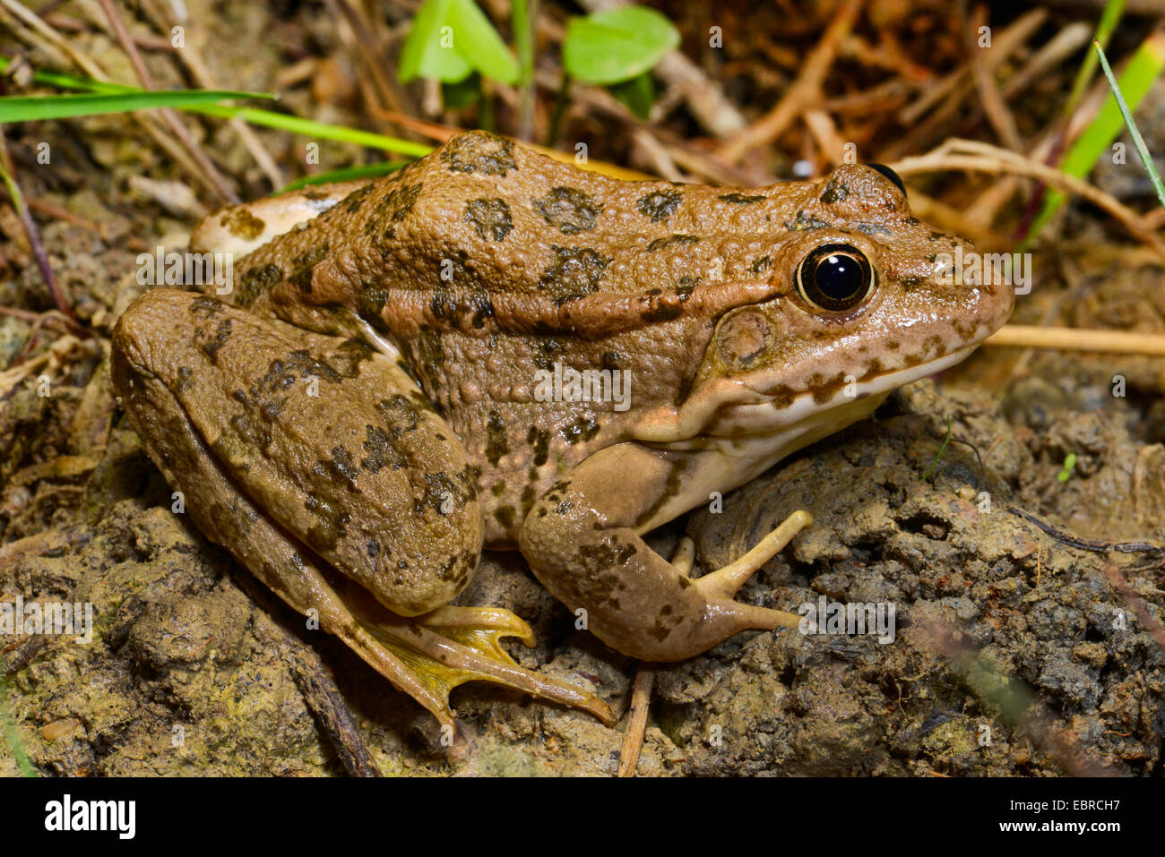 marsh frog, lake frog (Rana ridibunda, Pelophylax ridibundus), sitting ...