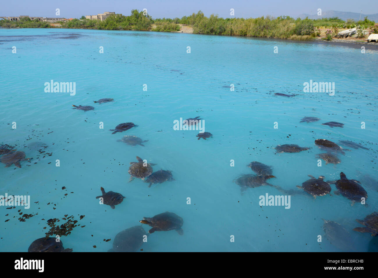 Turtle shell top view hi-res stock photography and images - Alamy