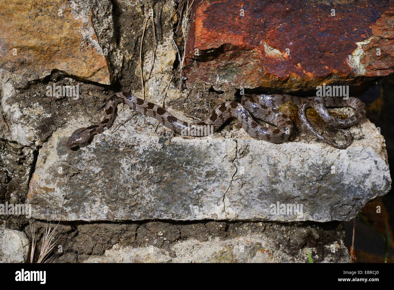 cat snake, European cat snake (Telescopus fallax), winding on a rock ...