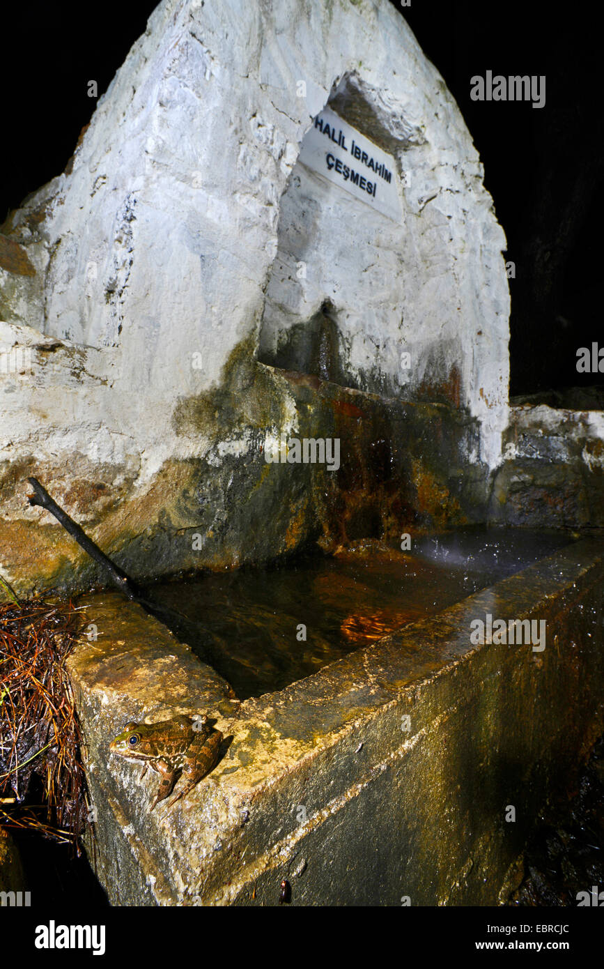 marsh frog, lake frog (Rana ridibunda, Pelophylax ridibundus), sitting ...