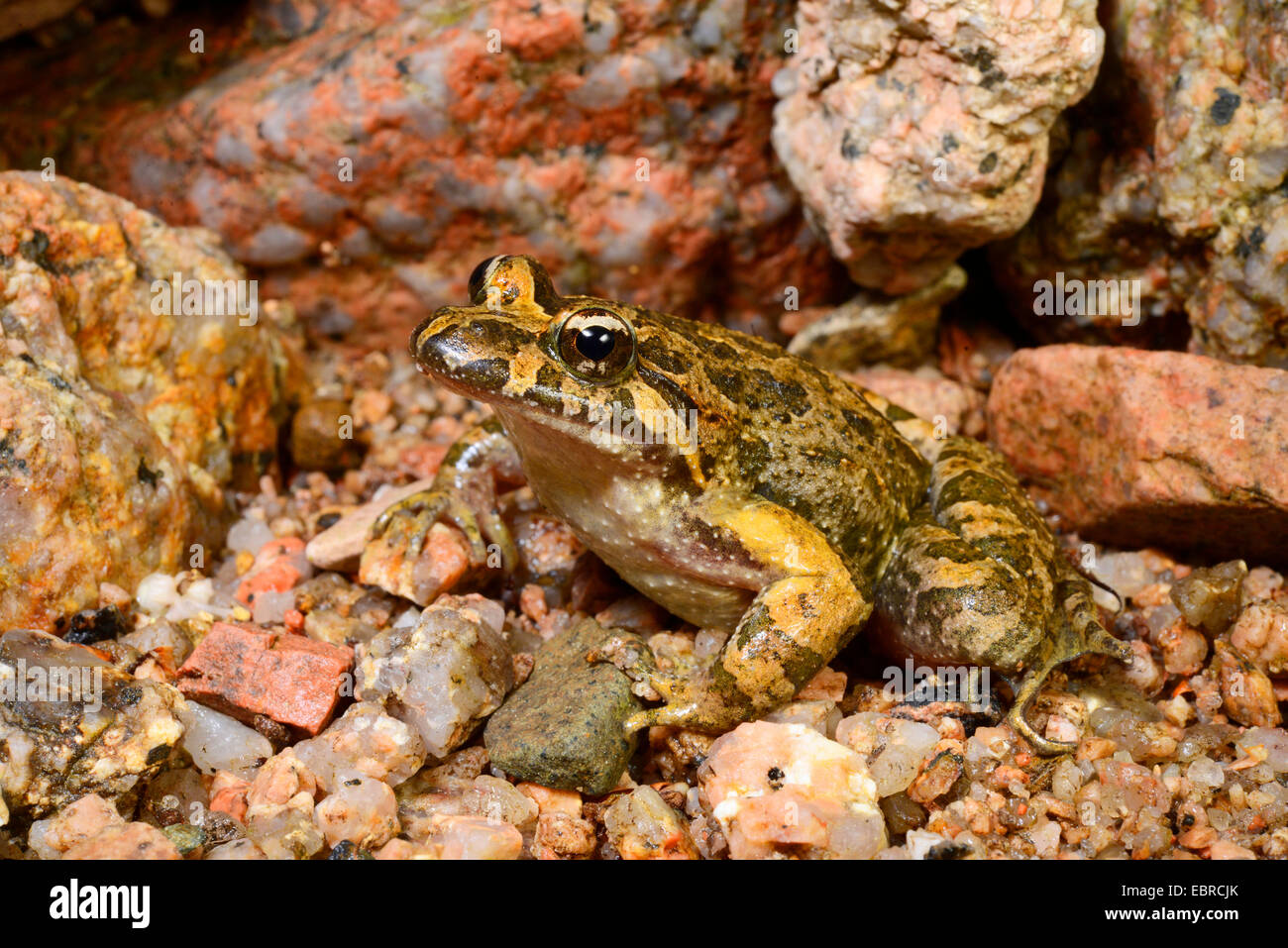 Tyrrhenian painted frog (Discoglossus sardus), on a stone at shore ...