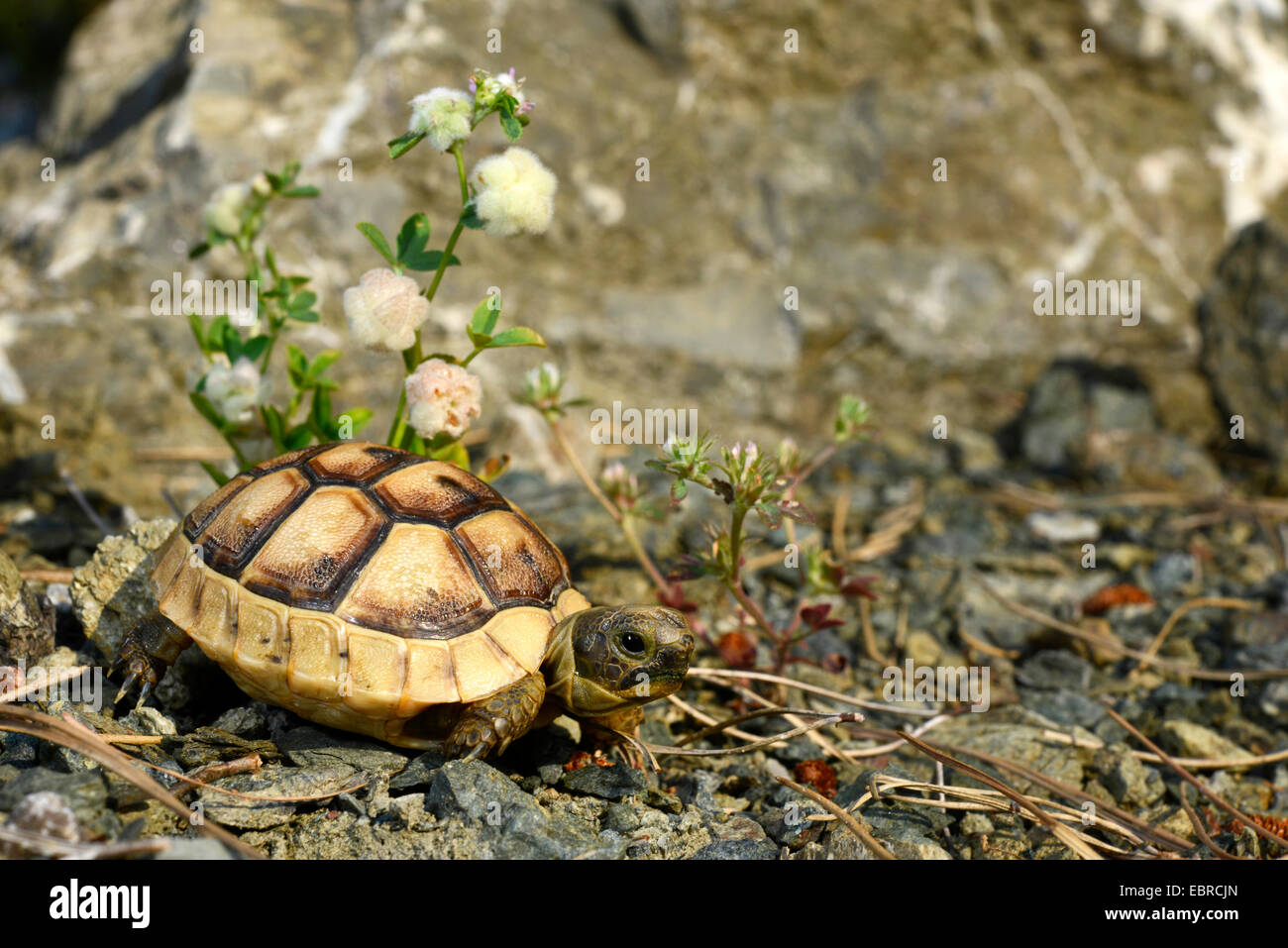Testudo ibera hi-res stock photography and images - Alamy